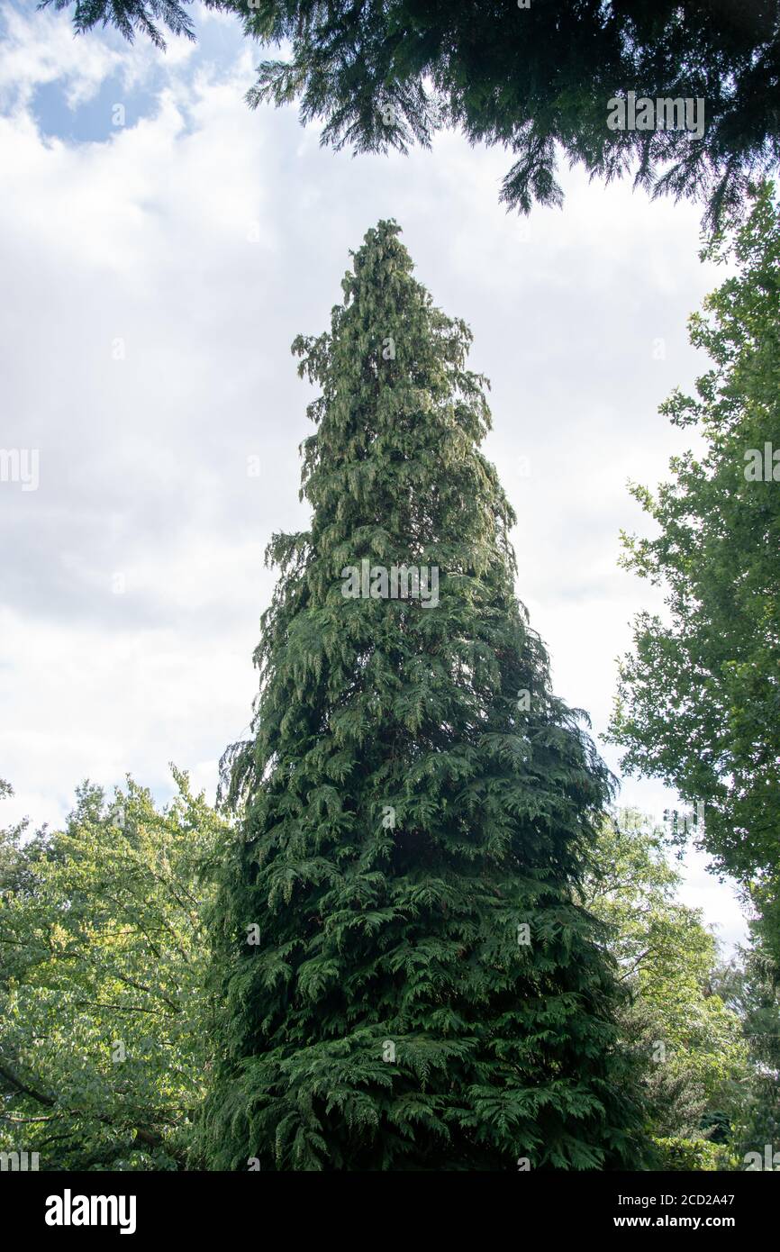 Vertical low angle shot of a green tree in a cone shape Stock Photo - Alamy