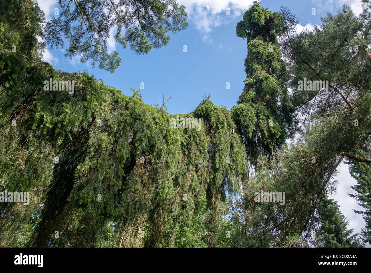 Low angle shot of a uniquely grown fir tree Stock Photo - Alamy