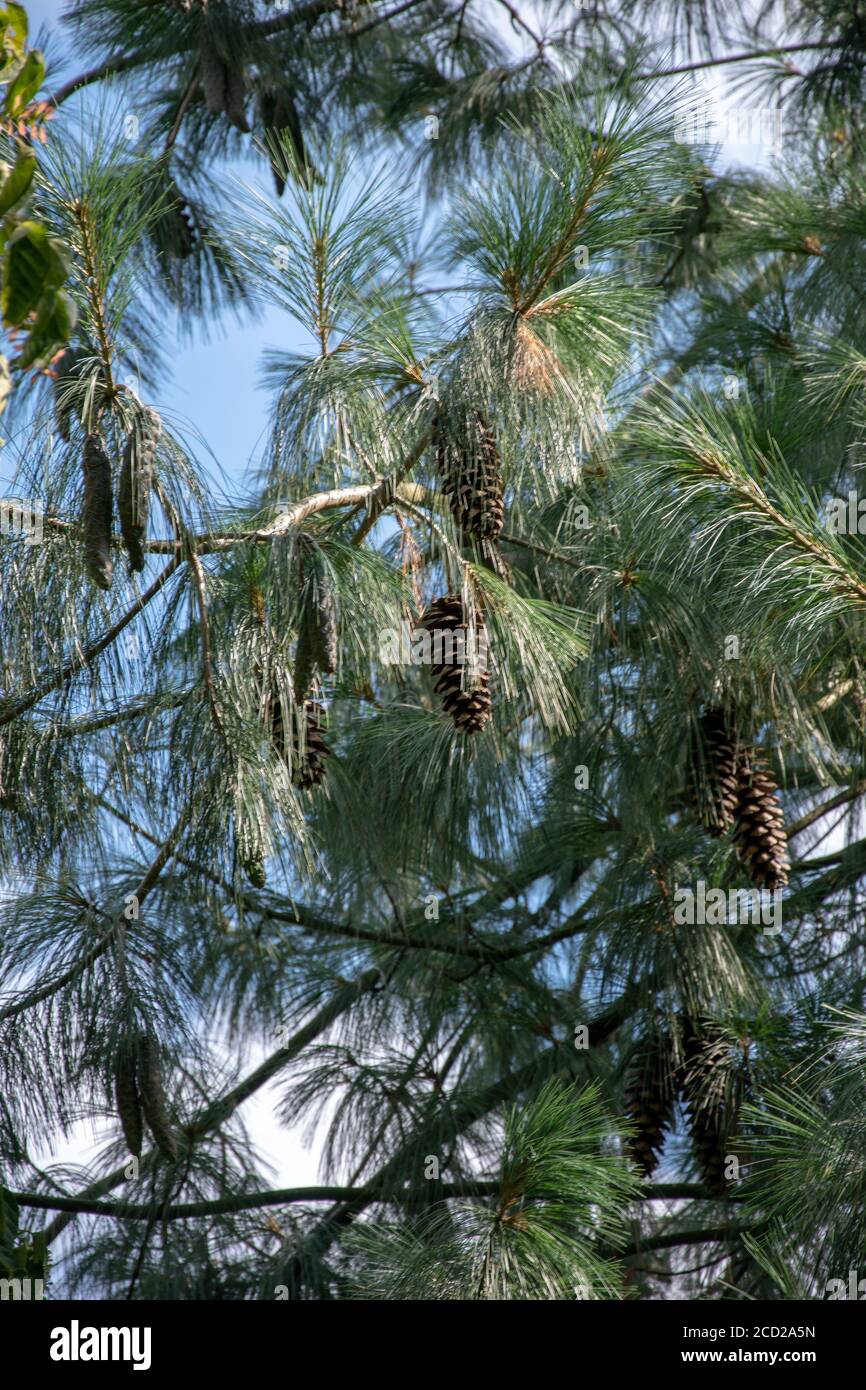 Vertical low angle shot of a pine tree with cones Stock Photo - Alamy