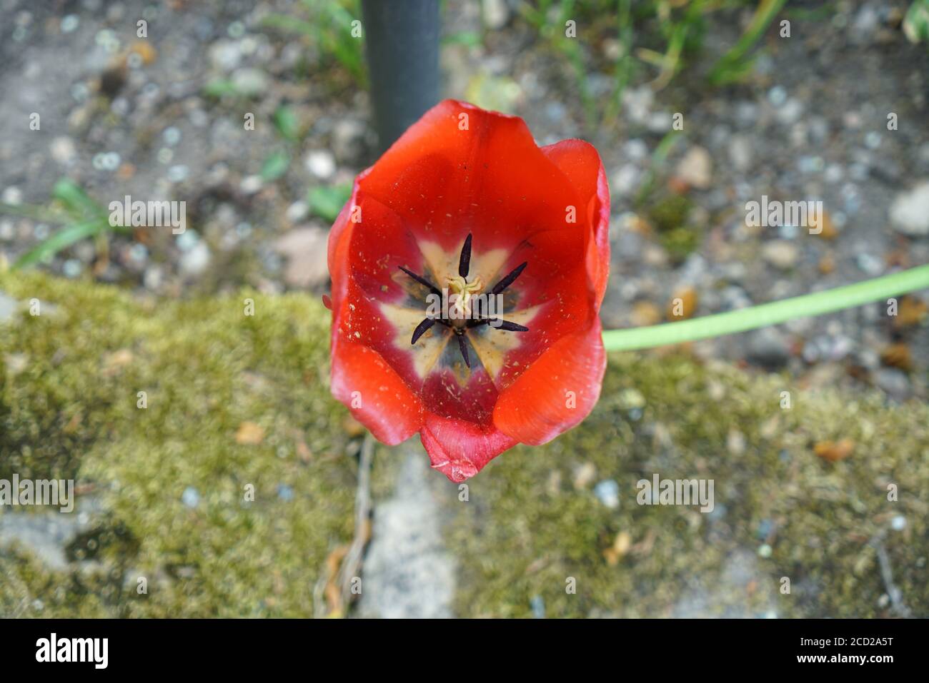 Overhead focus shot of a single tulip outdoors Stock Photo - Alamy