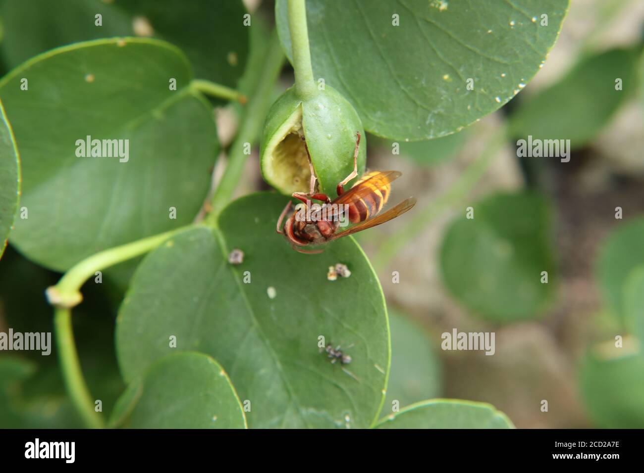 Macro shot of a fly on green caper cucunci plant Stock Photo - Alamy