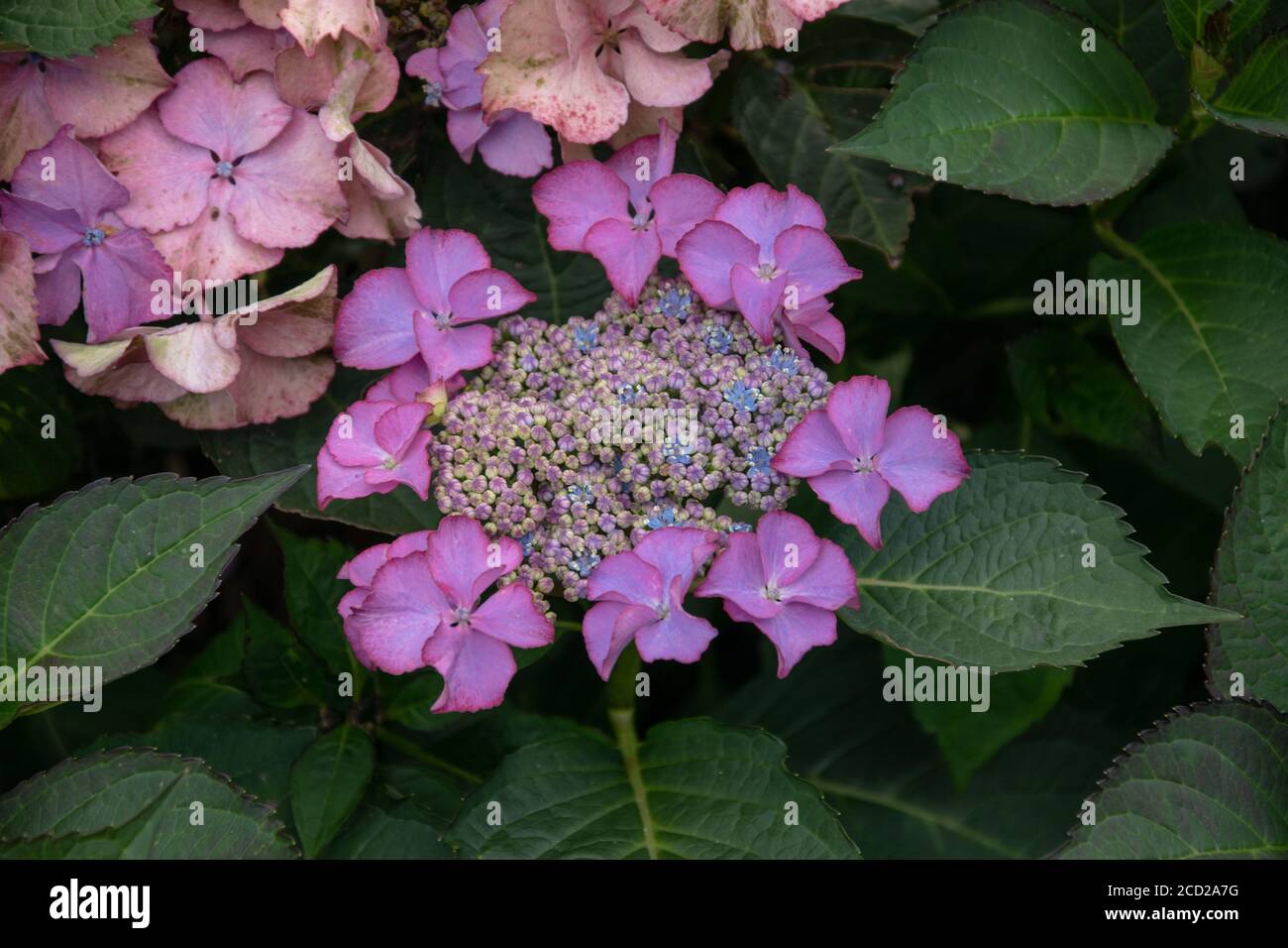 Closeup shot of a tea of heaven flower and green leaves background ...