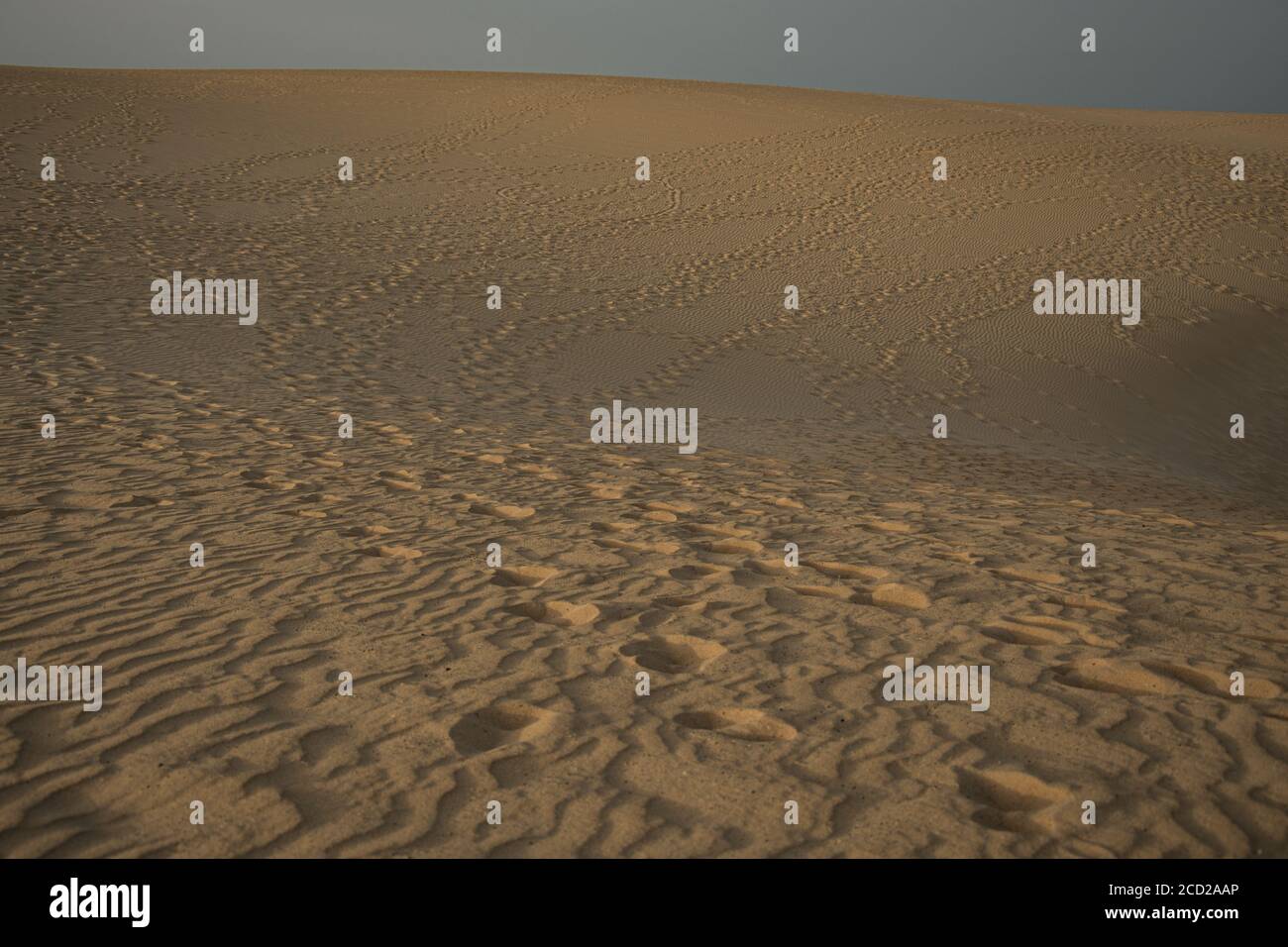 Tumbleweed in the desert Stock Photo - Alamy