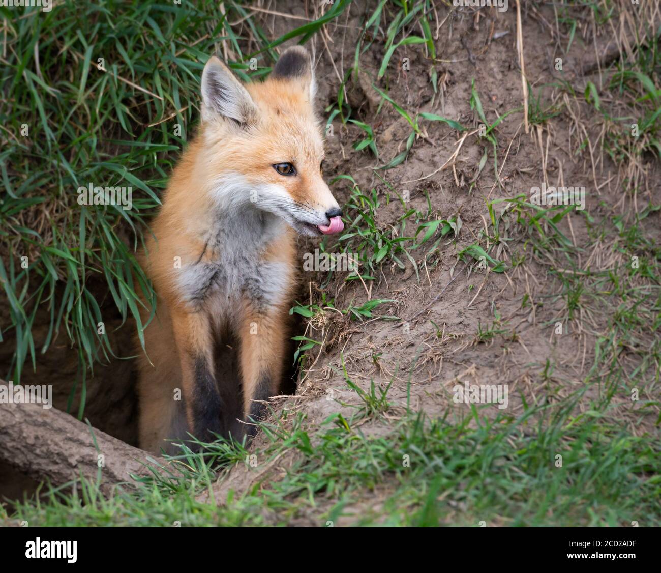 Red fox in the wild Stock Photo - Alamy