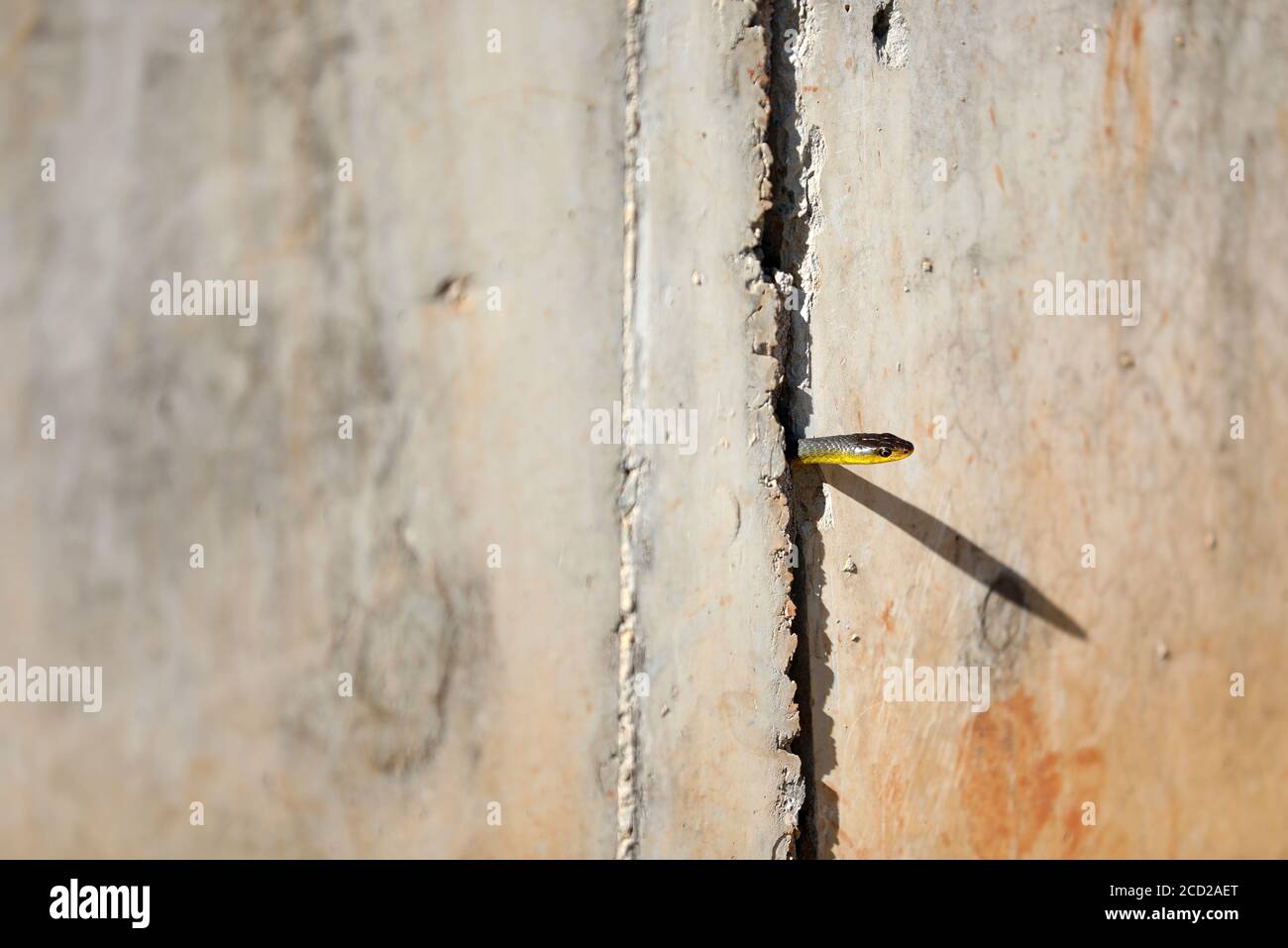Green tree snake hi-res stock photography and images - Alamy