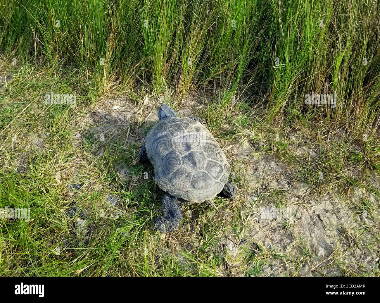 A black turtle walking towards grass by the bay Stock Photo - Alamy
