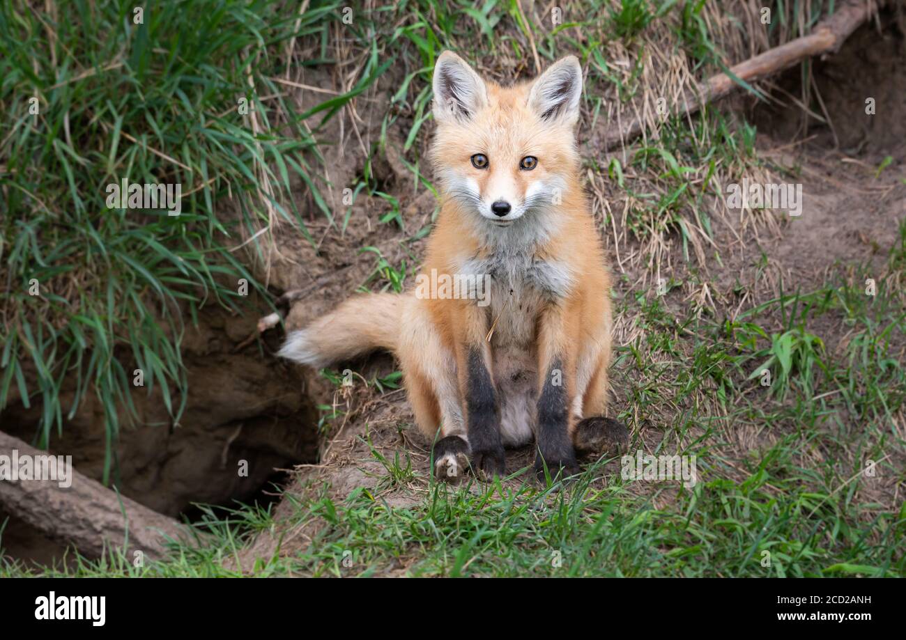 Red fox kit in the wild Stock Photo - Alamy
