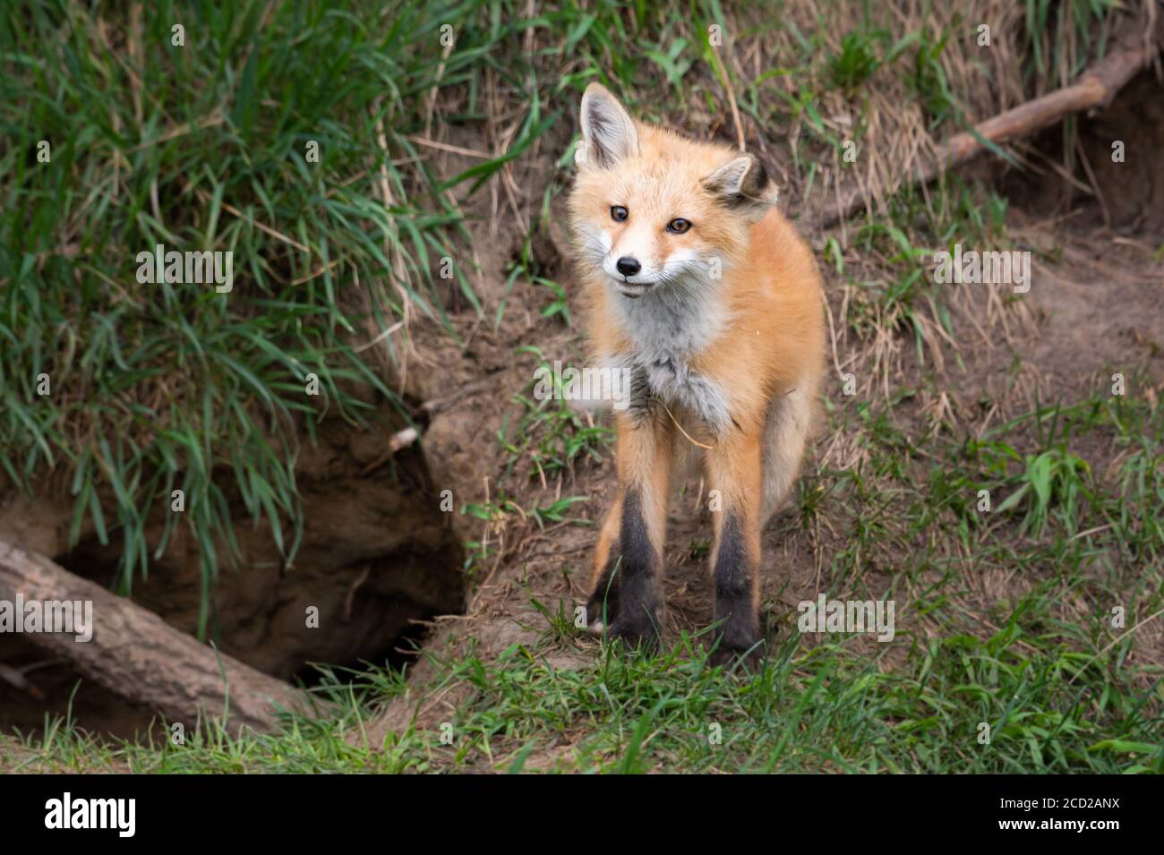 Red fox kit in the wild Stock Photo - Alamy