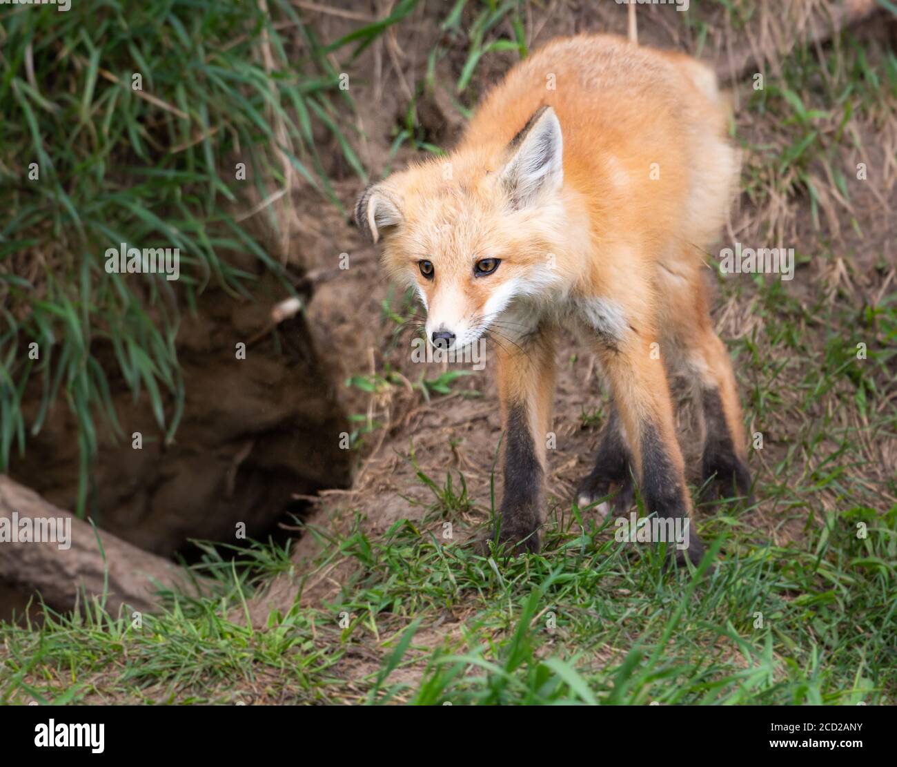 Red fox kit in the wild Stock Photo - Alamy