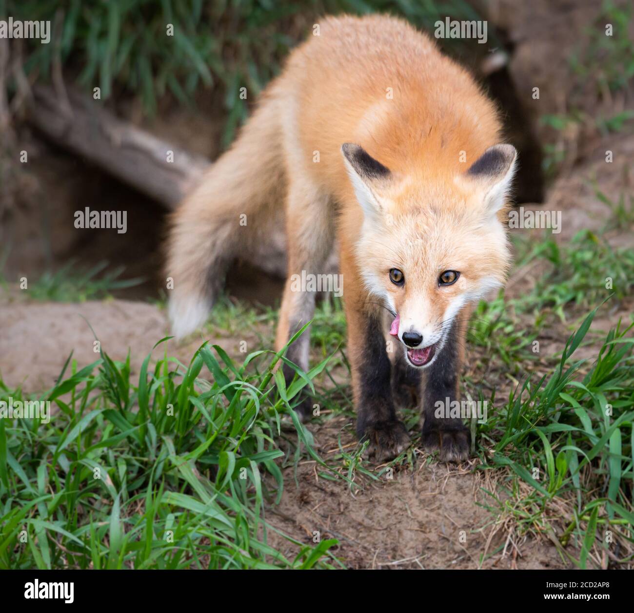 Red fox kit in the wild Stock Photo - Alamy