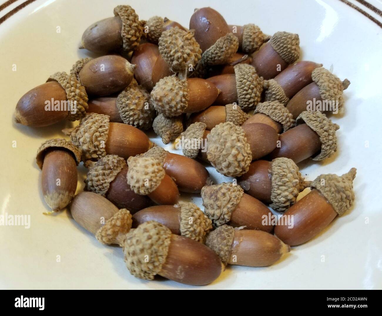Cute acorns hi-res stock photography and images - Alamy