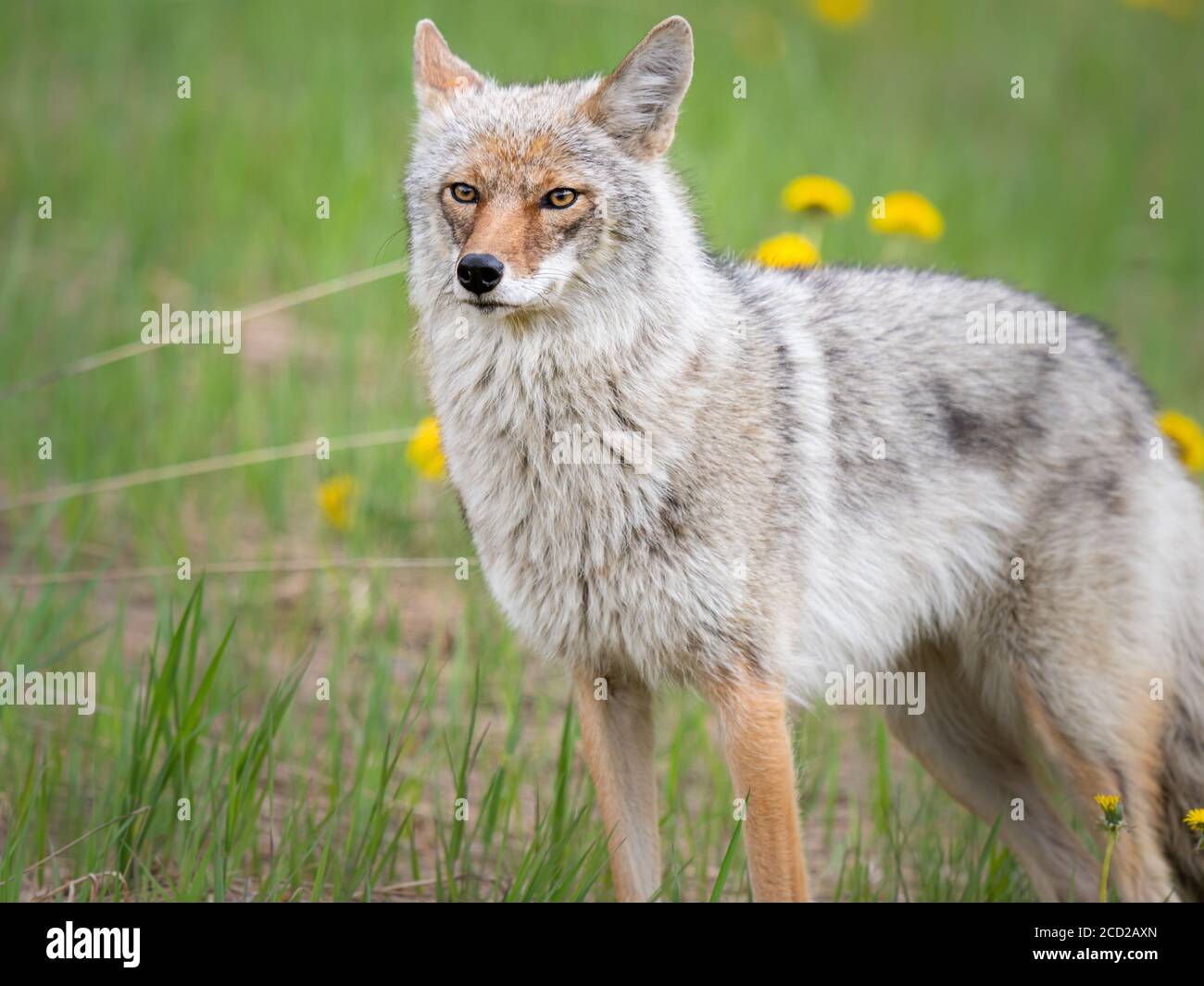 Coyote in the wild Stock Photo - Alamy