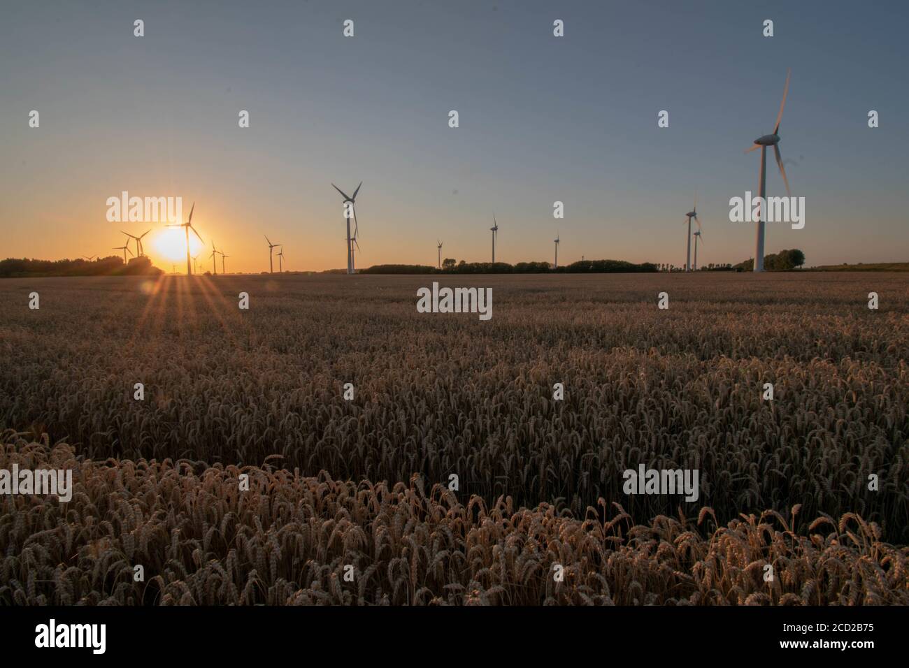 Wide shot of a wheat field with electric windmills during sunrise Stock ...