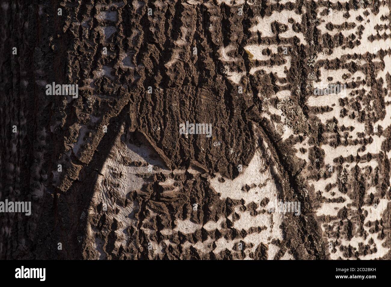 Silver poplar tree hi-res stock photography and images - Alamy