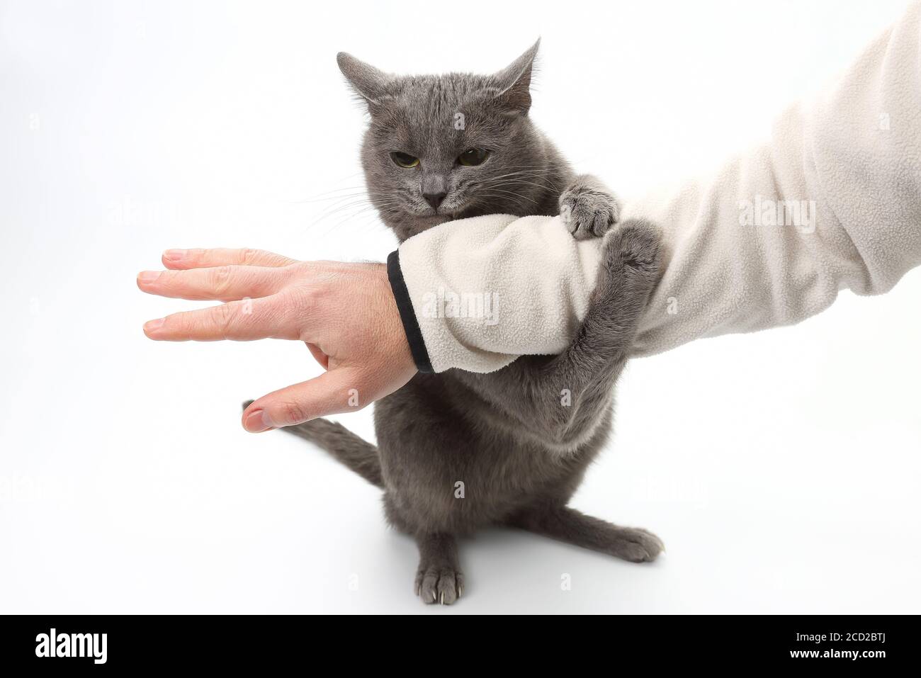 grey cat paws grabbed the person's hand Stock Photo - Alamy