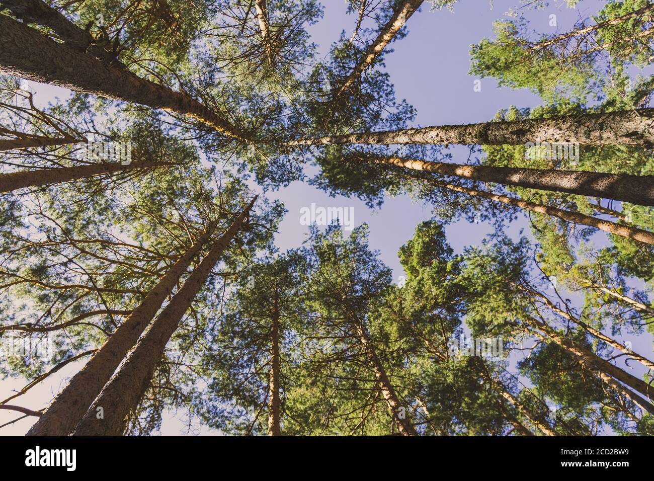 Low angle shot of trees in the forest Stock Photo - Alamy