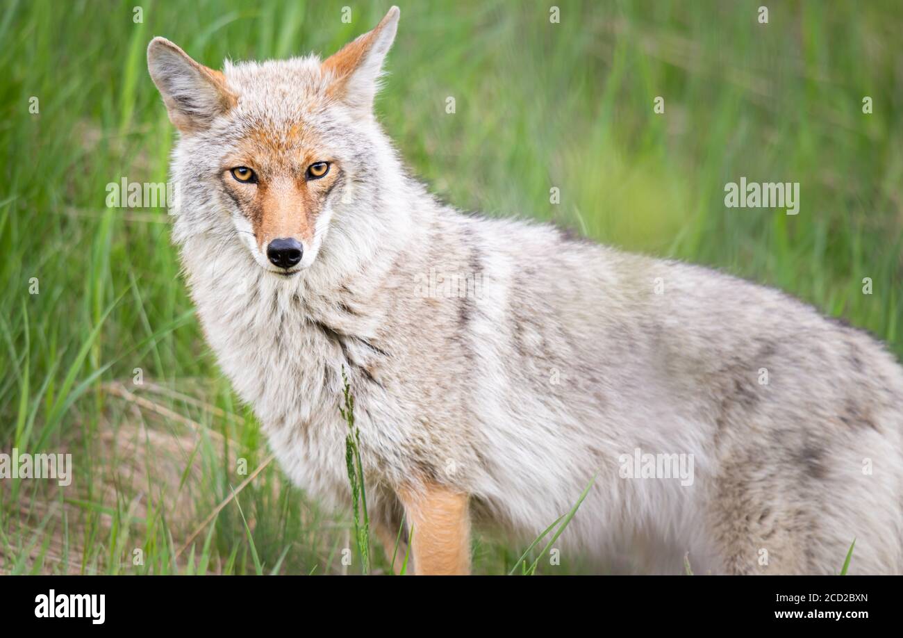 Coyote in the wild Stock Photo - Alamy