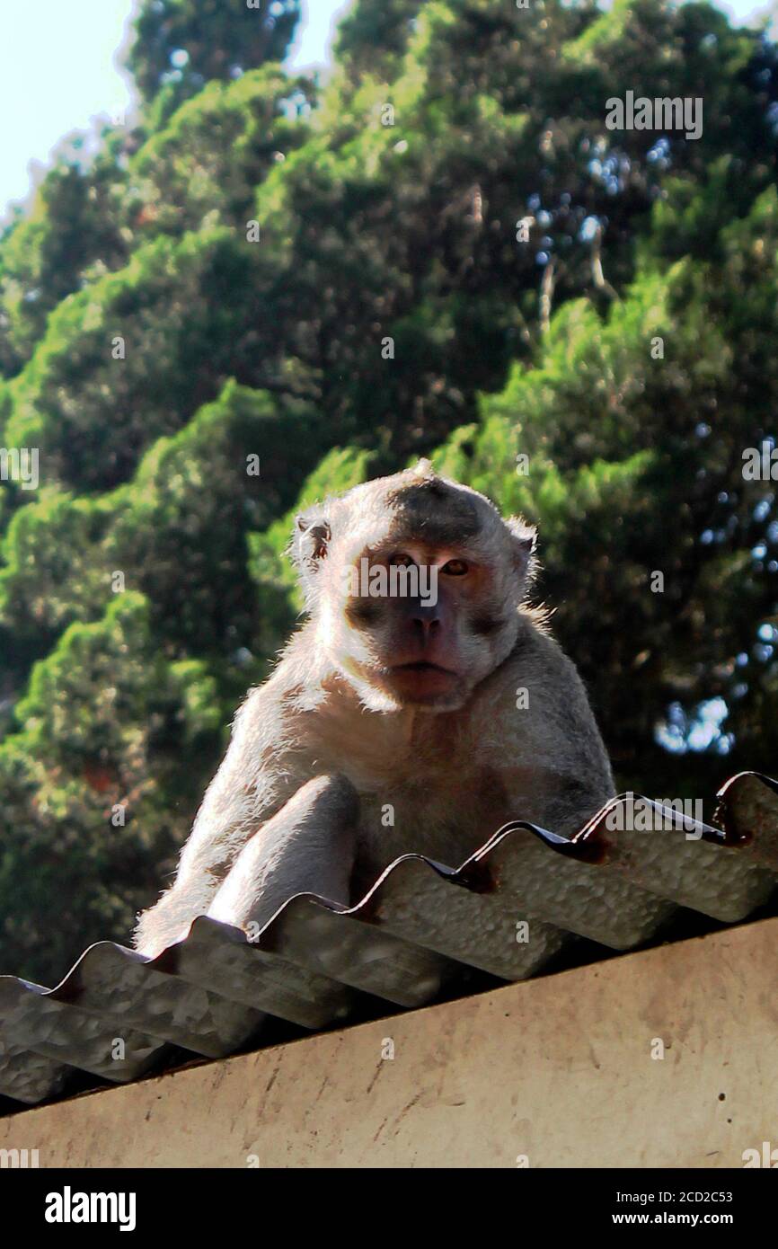 Cute monkey playing on a roof at the zoo Stock Photo - Alamy