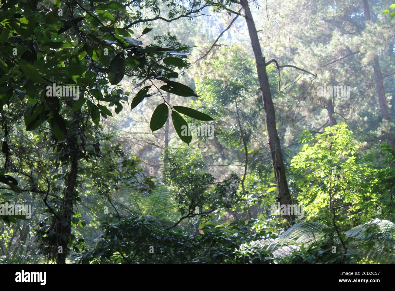 Beautiful scenery of a green forest with trees and plantations Stock ...