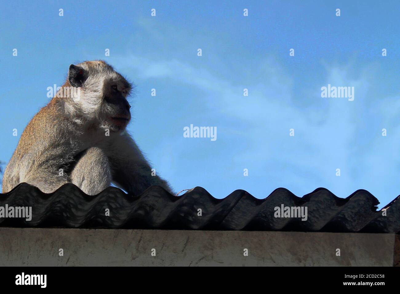 Cute monkey playing on a roof at the zoo Stock Photo - Alamy