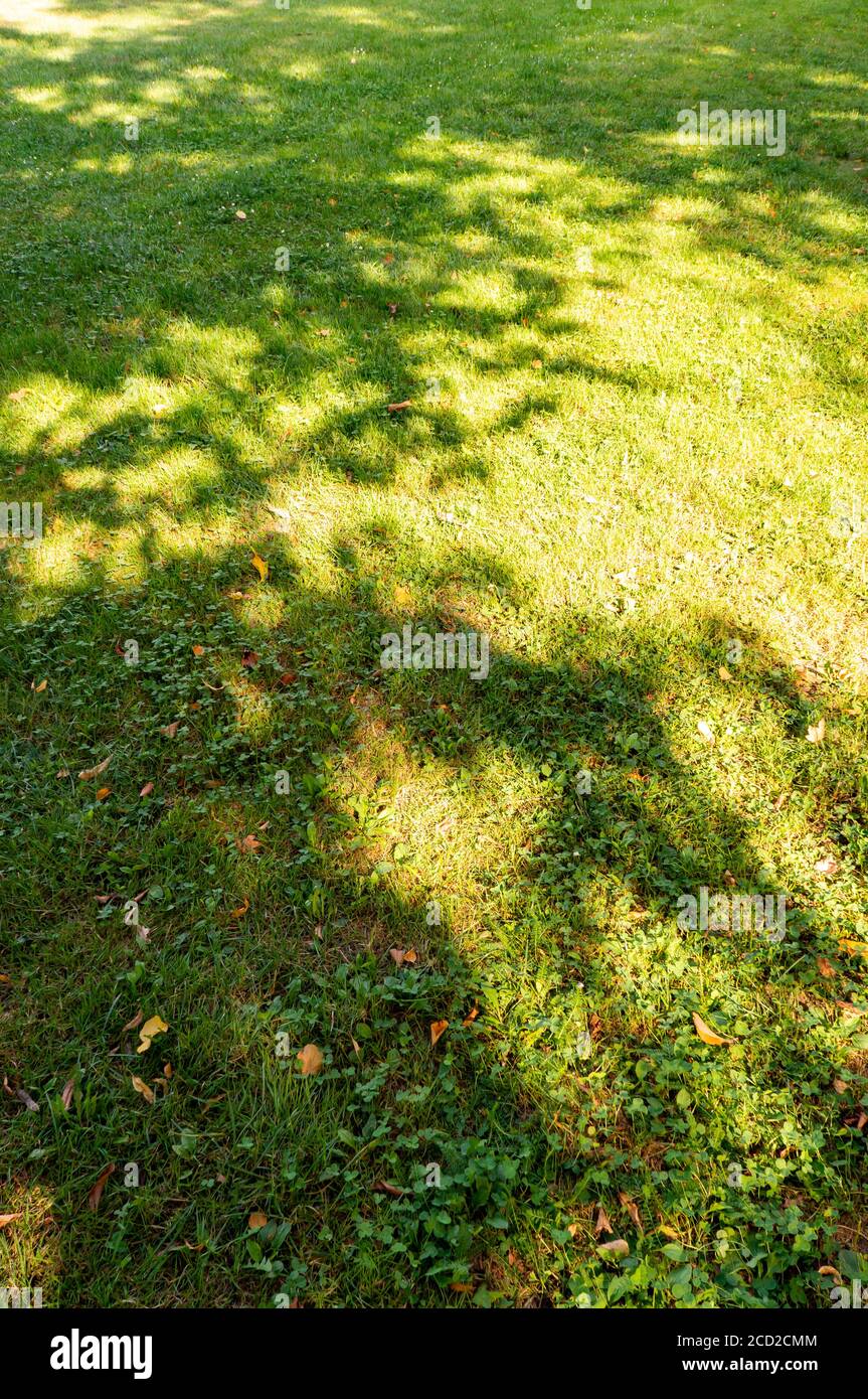Vertical shot of lawn Stock Photo - Alamy