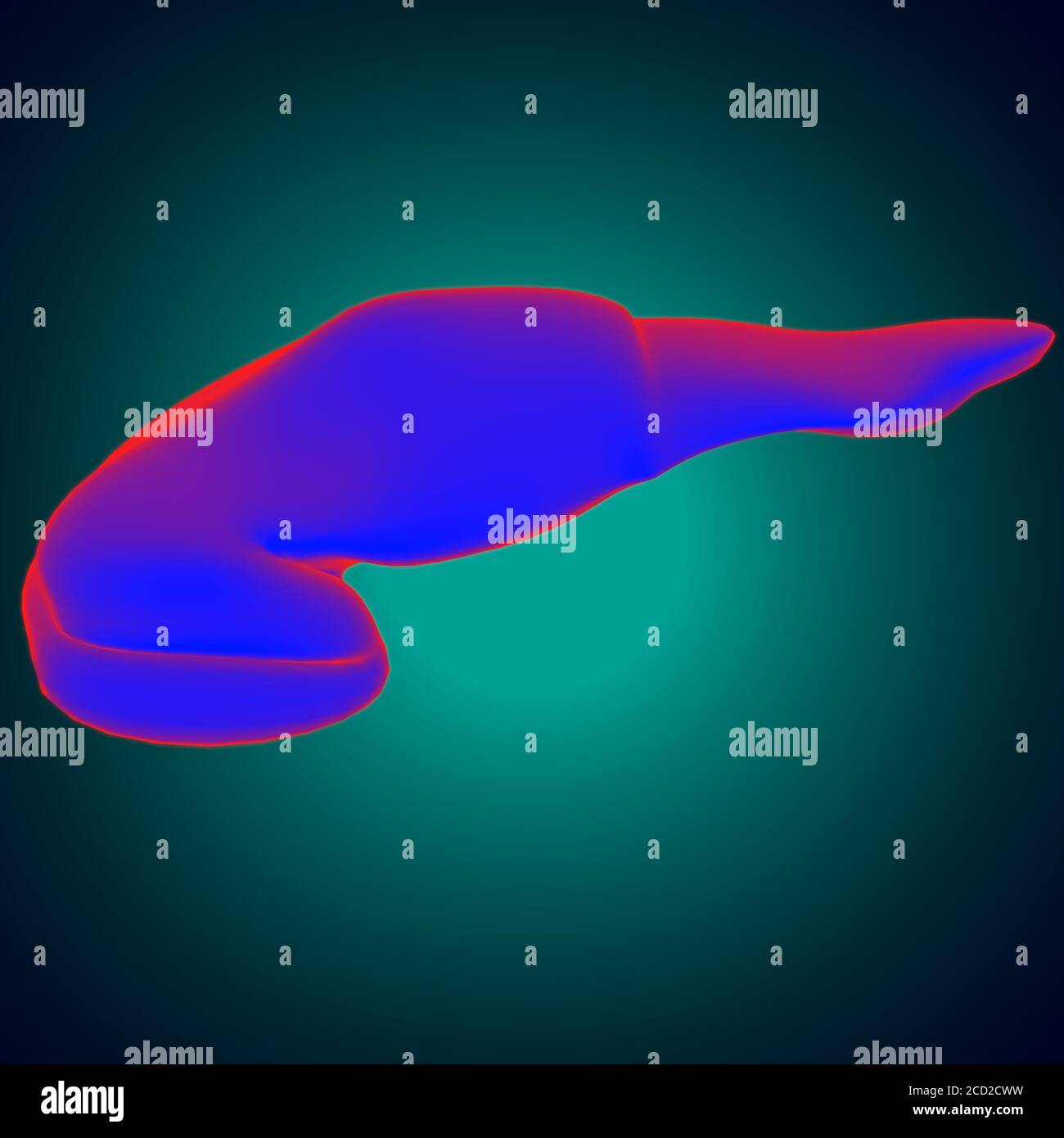 pancreas Human Digestive System Anatomy For Medical Concept 3D ...