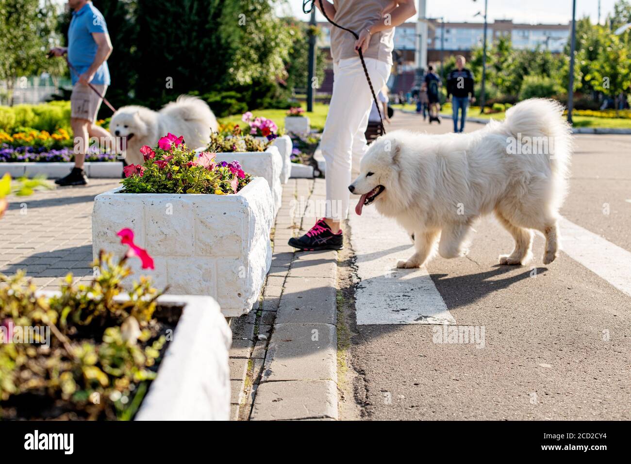 Group of dogs walking hi-res stock photography and images - Alamy