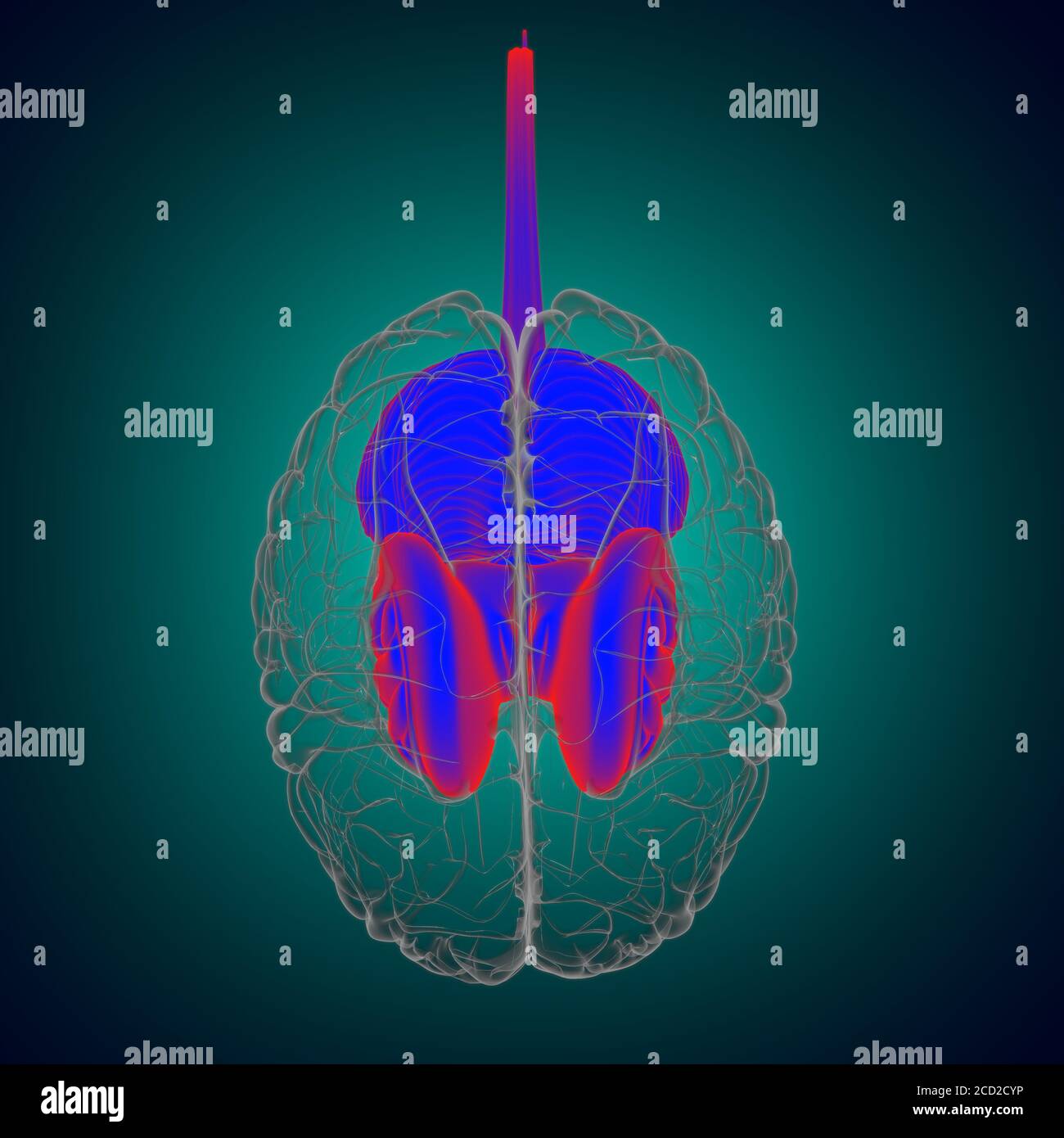 Human Brain inner parts Anatomy For Medical Concept 3D Illustration ...