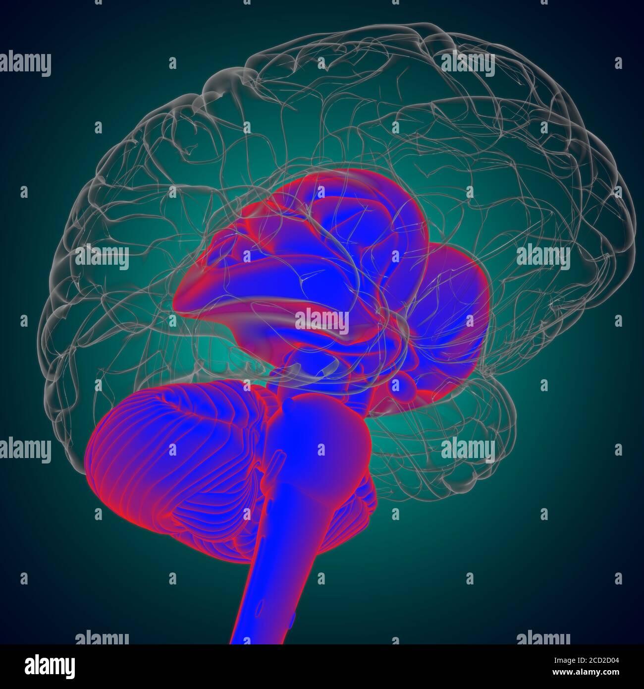 Human Brain inner parts Anatomy For Medical Concept 3D Illustration ...