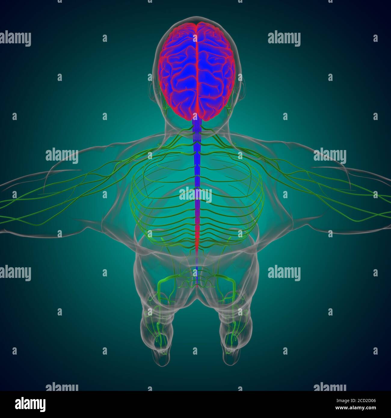 Human Brain Anatomy For Medical Concept 3D Illustration Stock Photo - Alamy