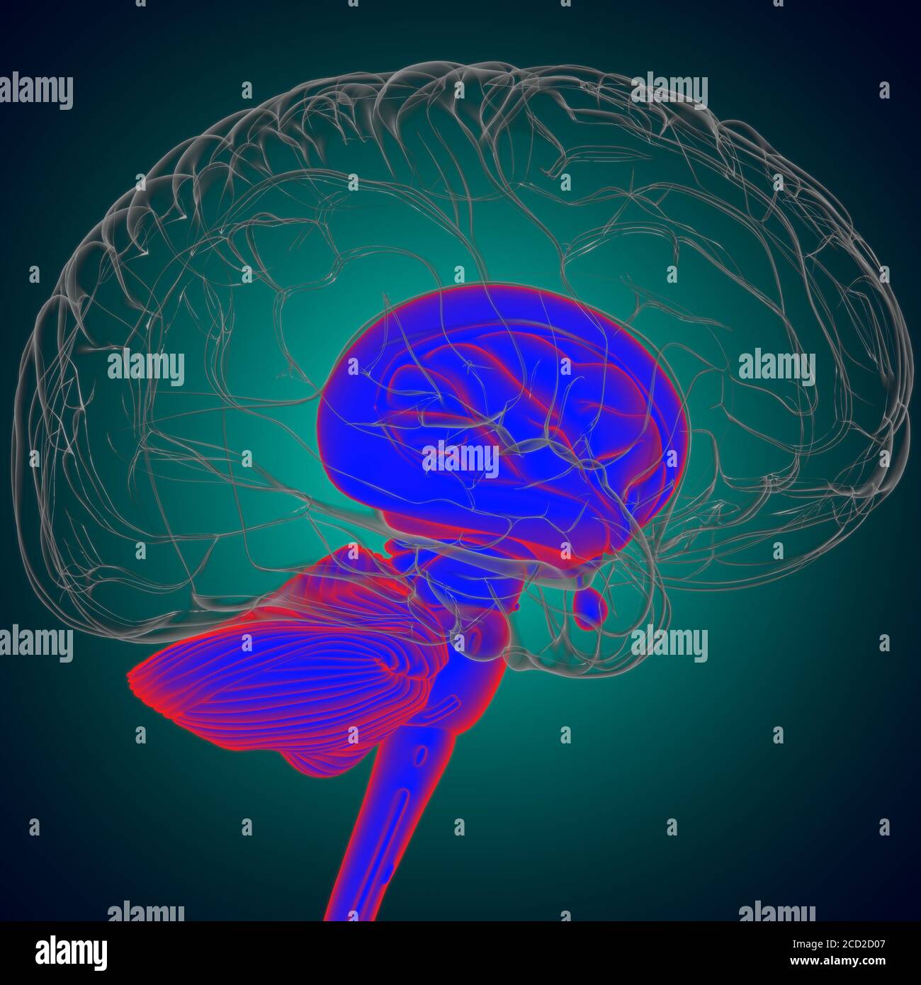 Human Brain inner parts Anatomy For Medical Concept 3D Illustration ...