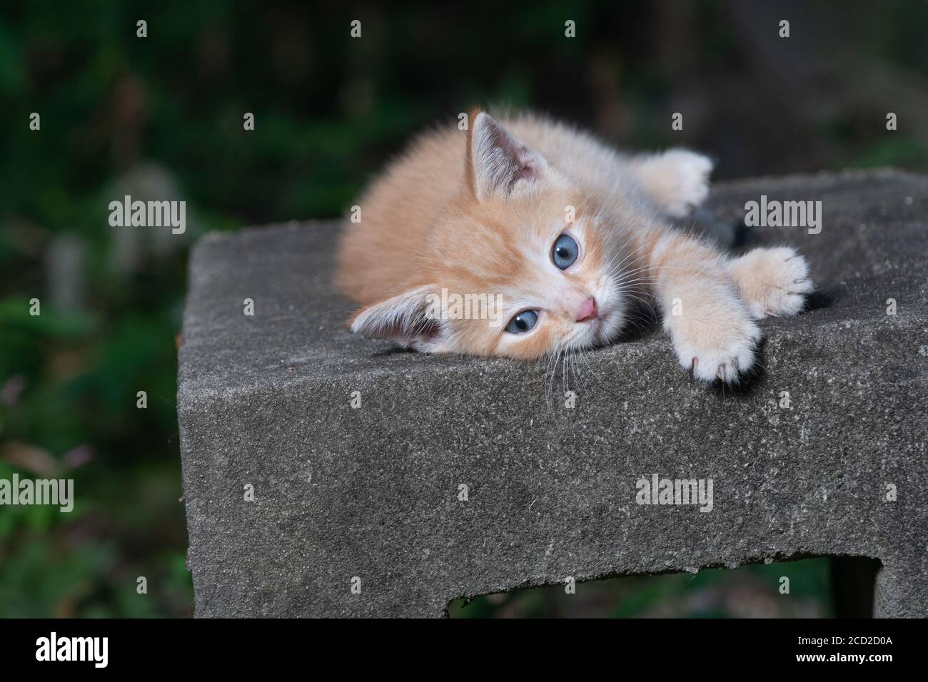 Cute yellow baby tabby kitten with blue eyes resting on a concrete ...