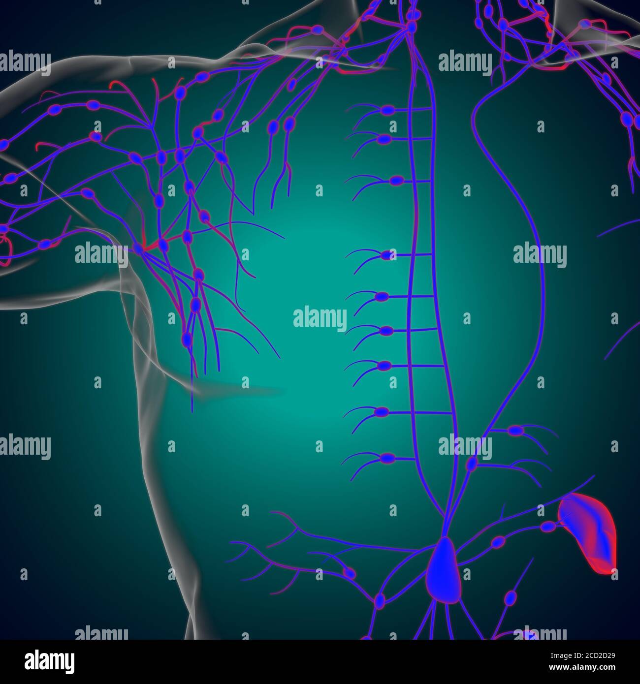 Human Lymph Nodes Anatomy For Medical Concept 3D Illustration Stock ...