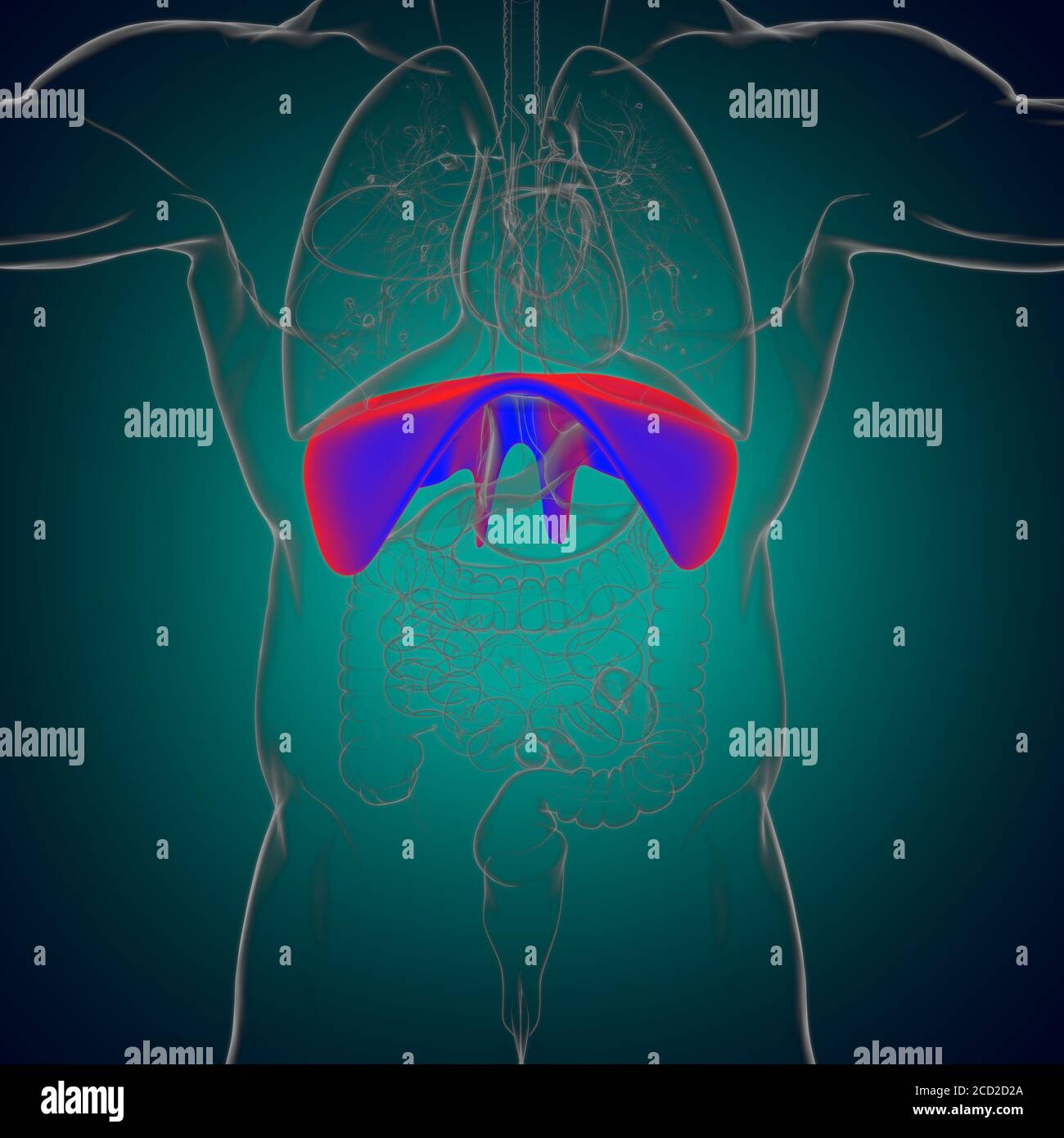 Diaphragm Human Respiratory System Anatomy For Medical Concept 3D ...