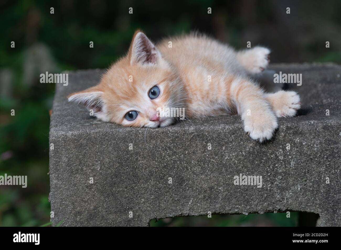 Baby Orange Tabby Kittens With Blue Eyes