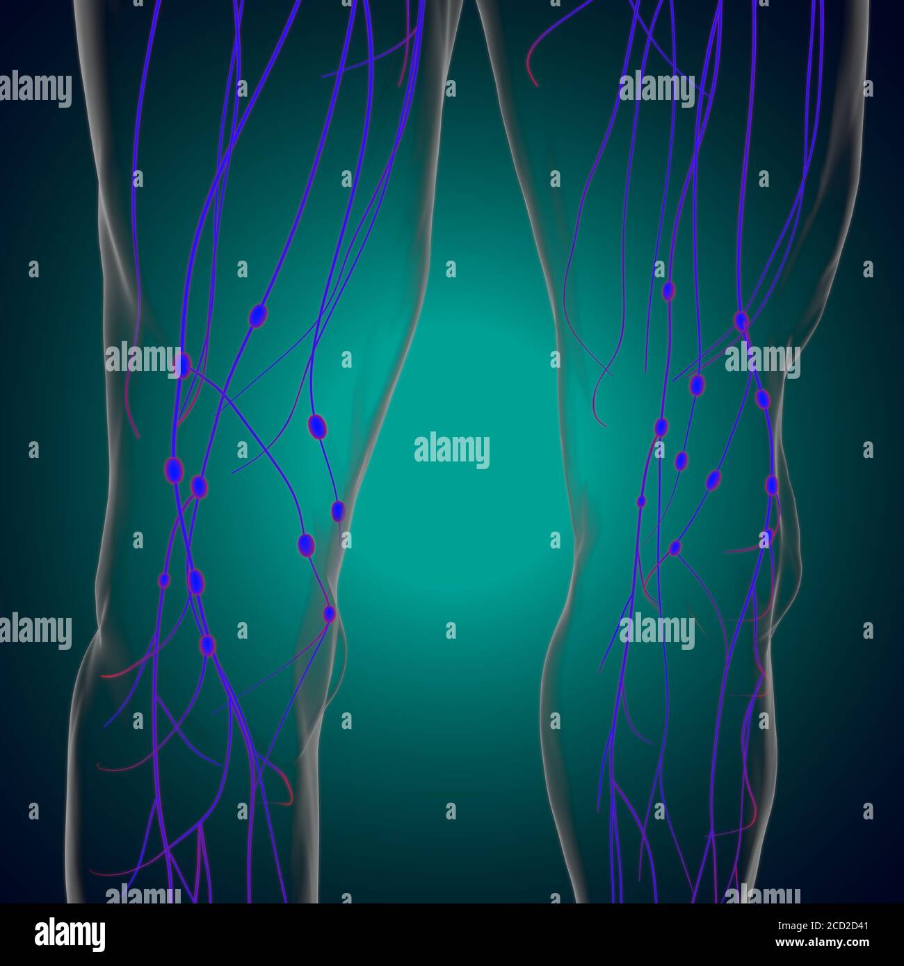 Human Lymph Nodes Anatomy For Medical Concept 3D Illustration Stock ...