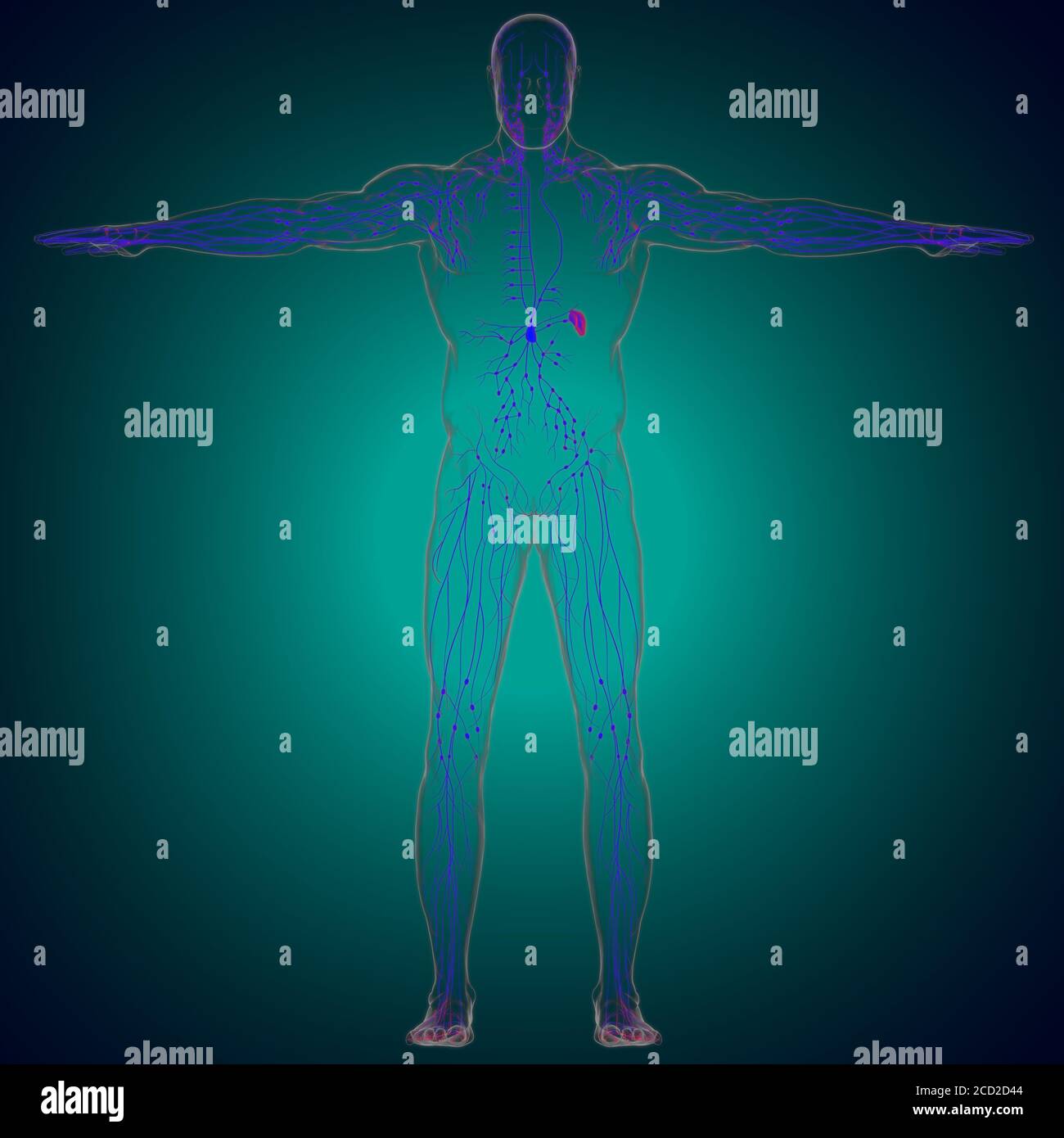 Human Lymph Nodes Anatomy For Medical Concept 3D Illustration Stock ...