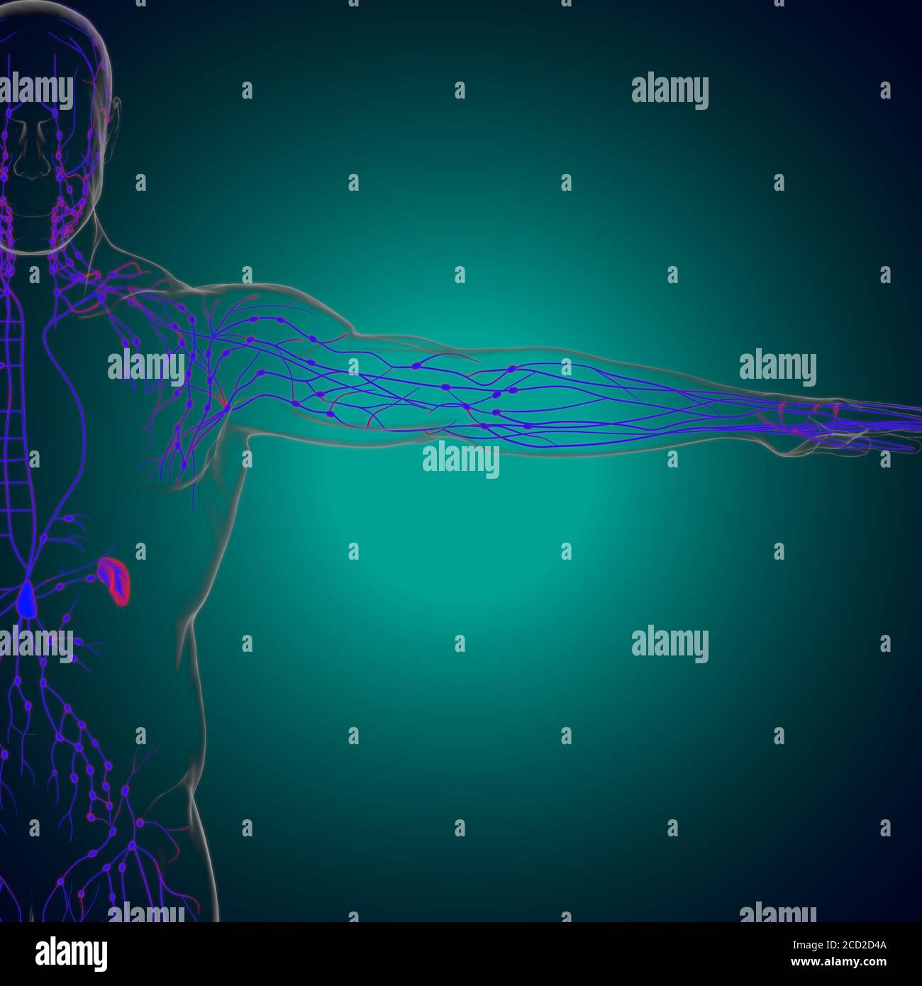 Human Lymph Nodes Anatomy For Medical Concept 3D Illustration Stock ...