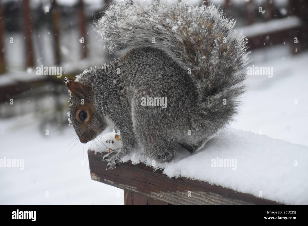 Squirrel in the snow Stock Photo - Alamy