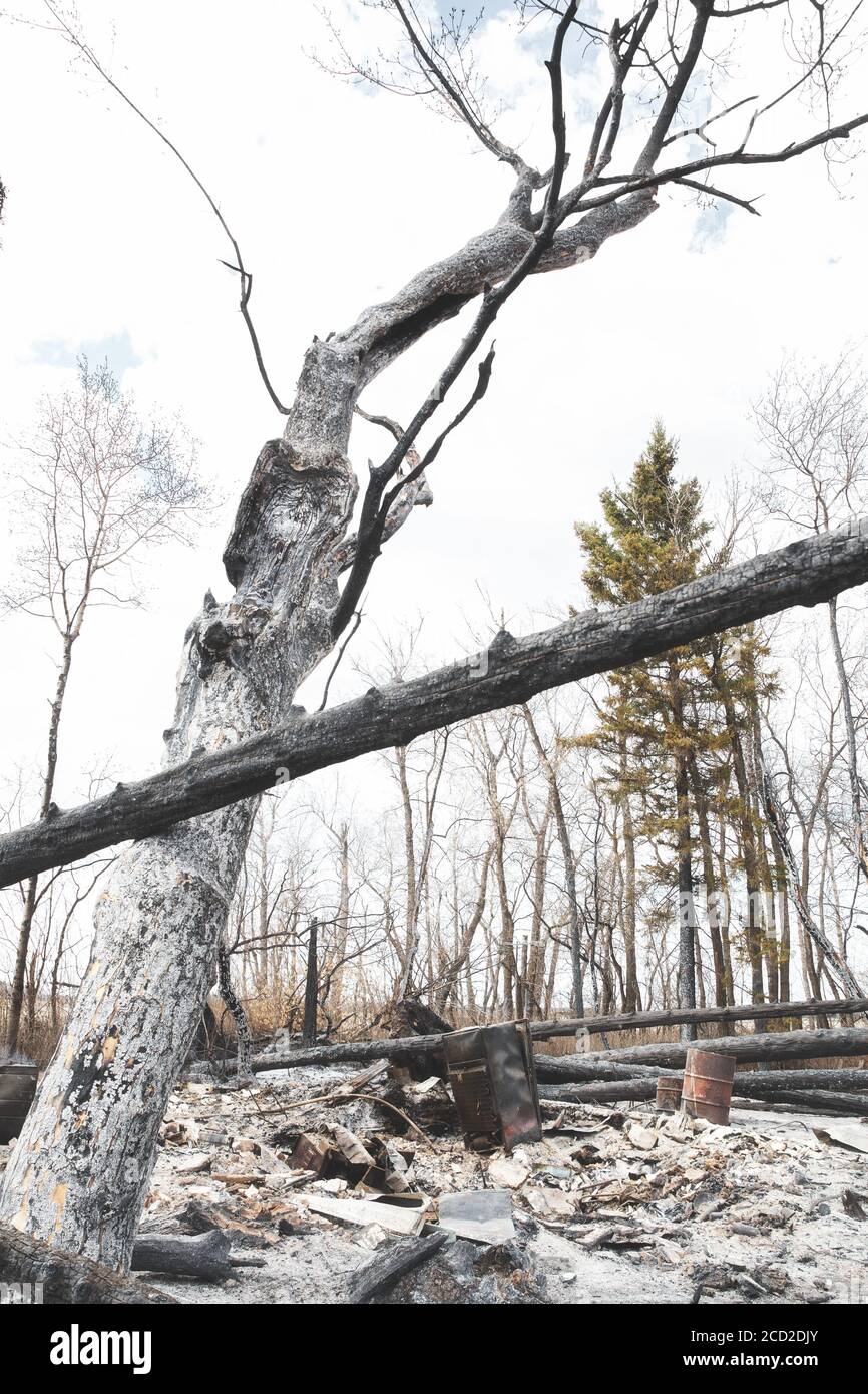 A collection of charred burnt trees standing on a gray ash filled ...