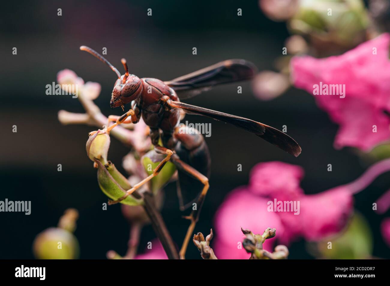 Closeup shot of paper wasp Stock Photo - Alamy