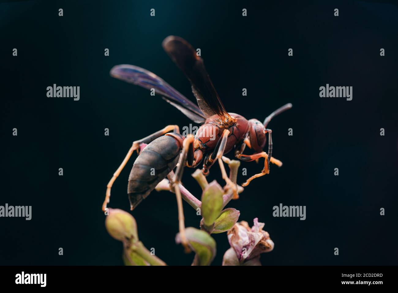 Closeup shot of paper wasp Stock Photo - Alamy