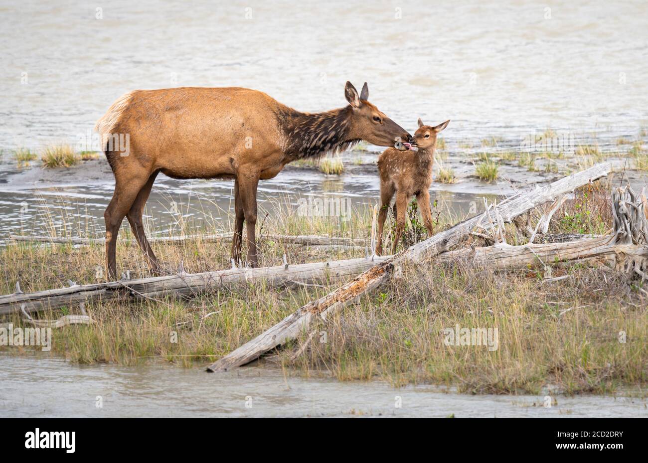 Cow and calf elk in the spring Stock Photo - Alamy