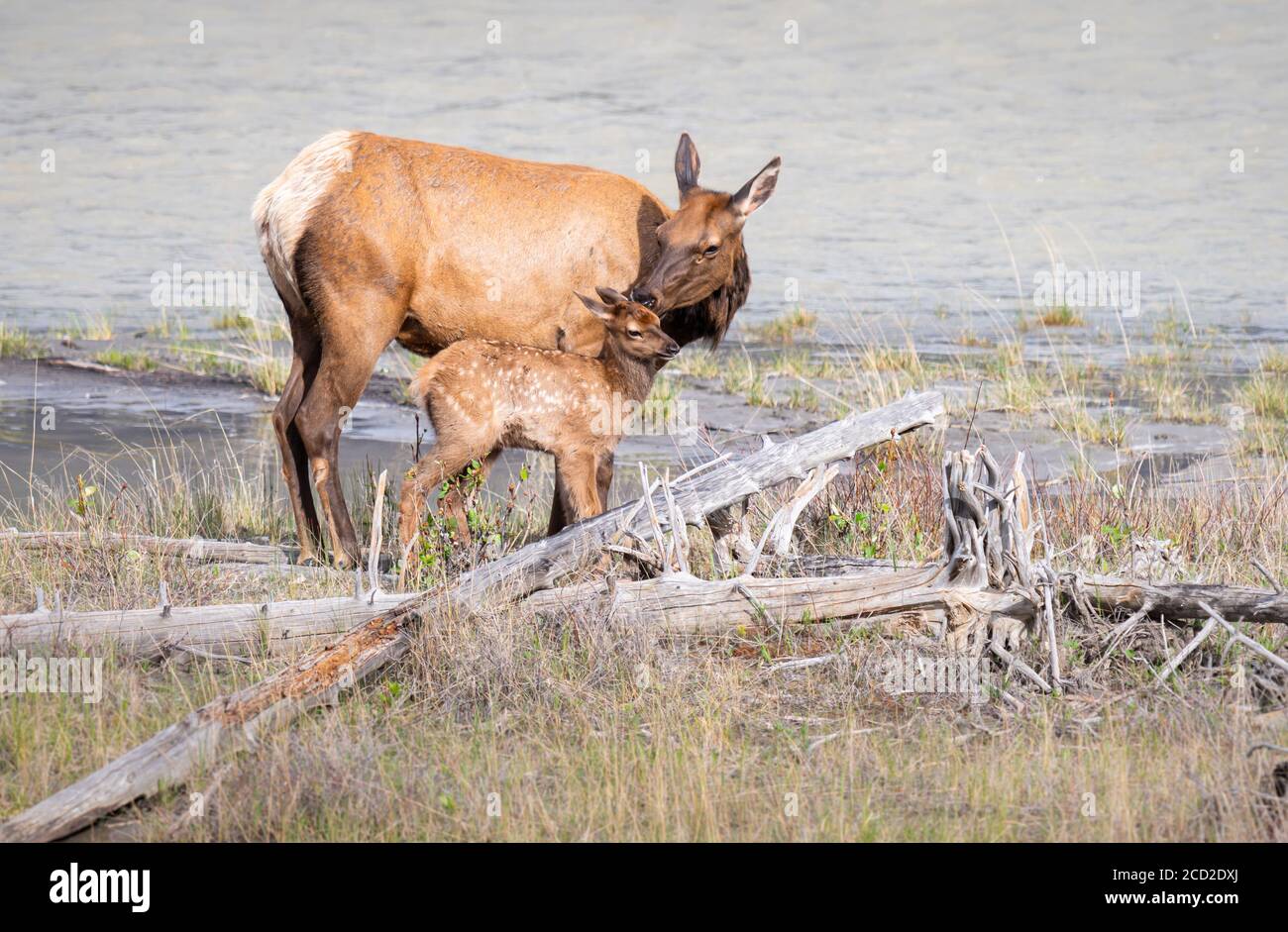 Cow and calf elk in the spring Stock Photo - Alamy