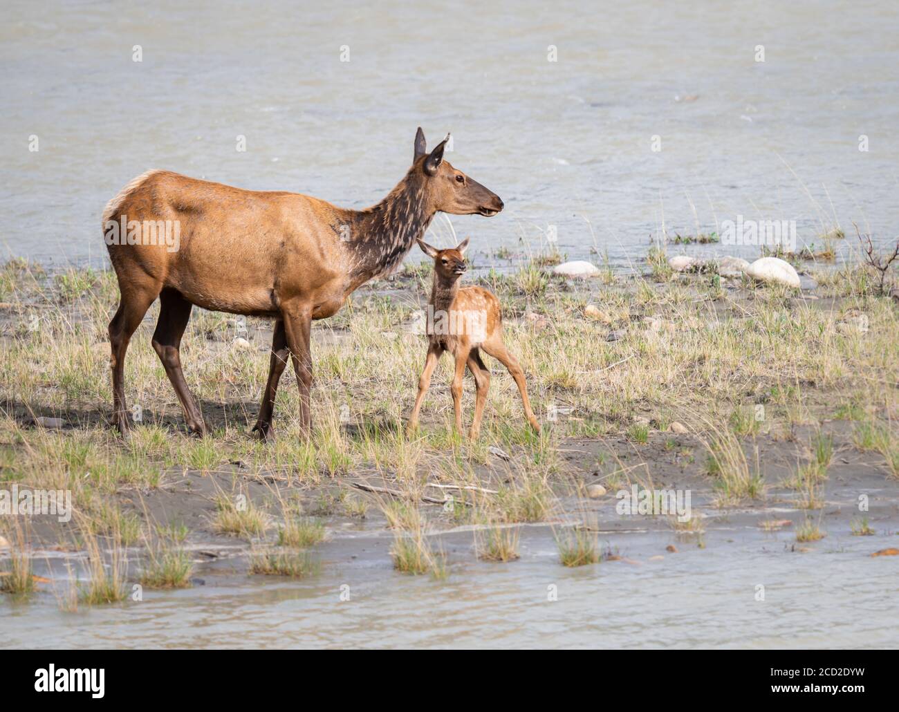 Cow and calf elk in the spring Stock Photo - Alamy