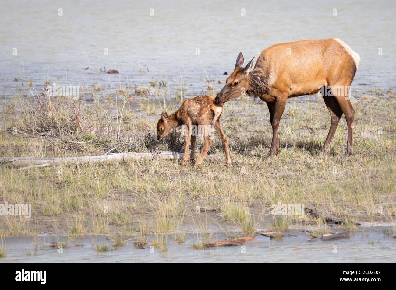 Cow and calf elk in the spring Stock Photo - Alamy