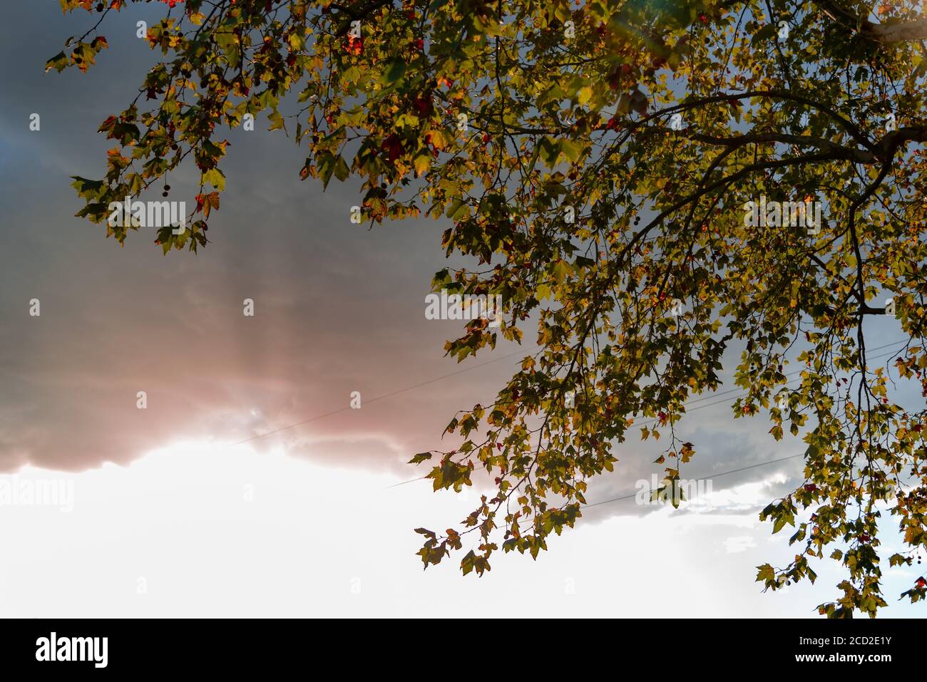 Maple leaves. The plantains are trees of the genus Platanus, of the ...