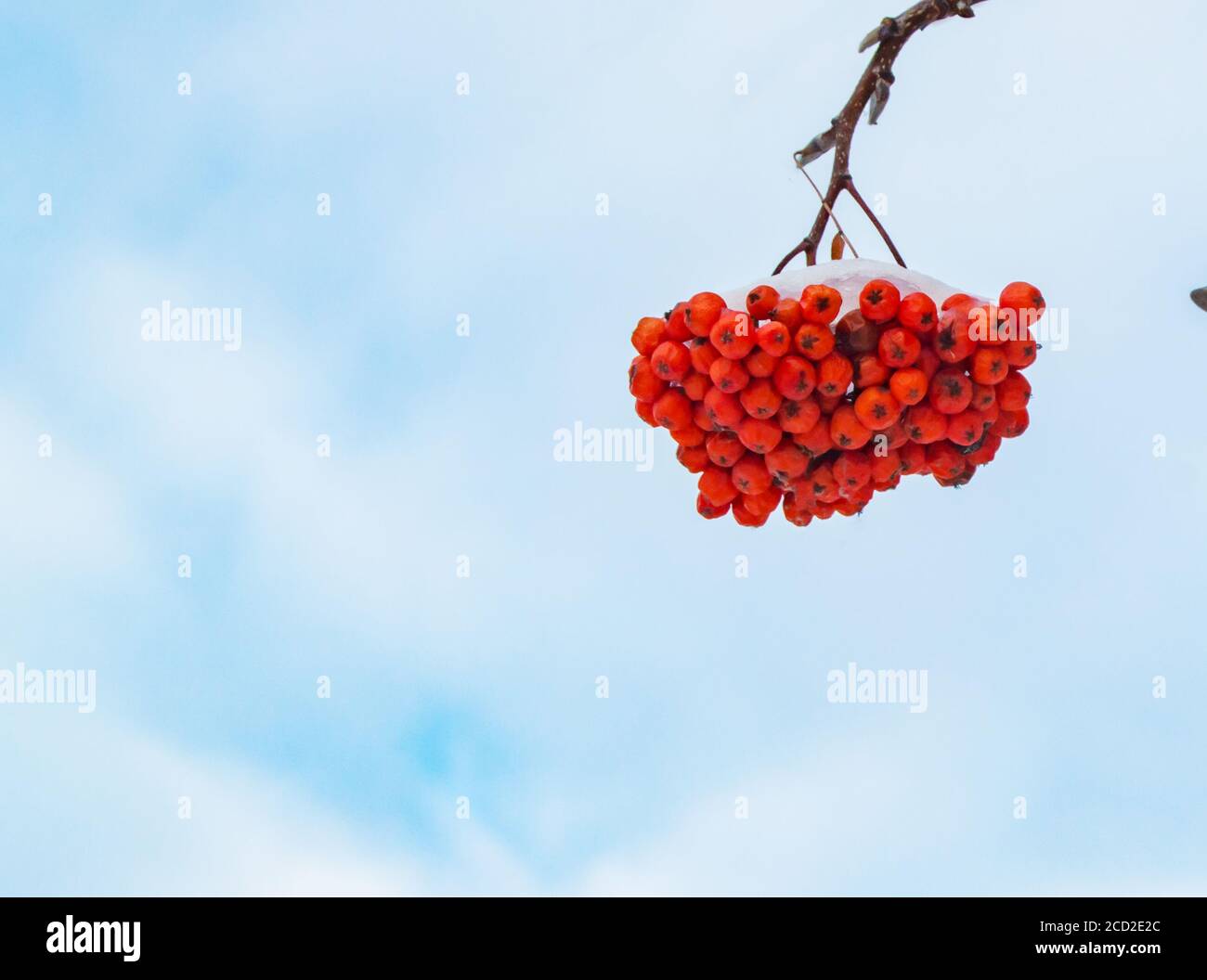 Snow-covered red mountain ash against the winter sky, a copy of space ...