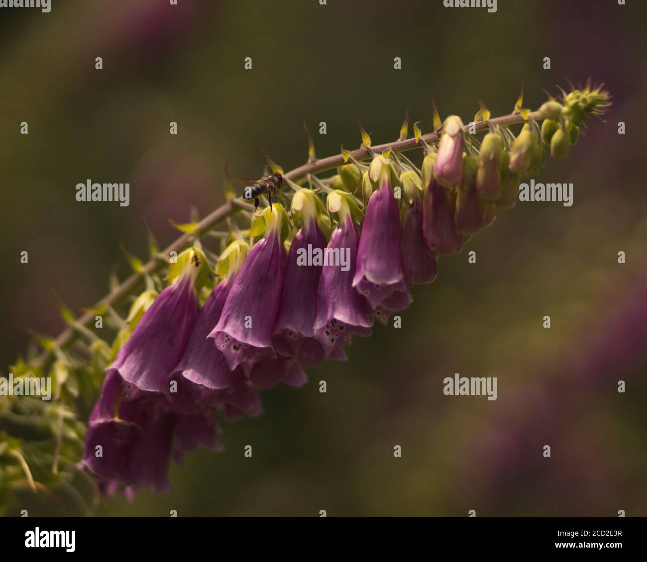 Digitalis and geranium hi-res stock photography and images - Alamy