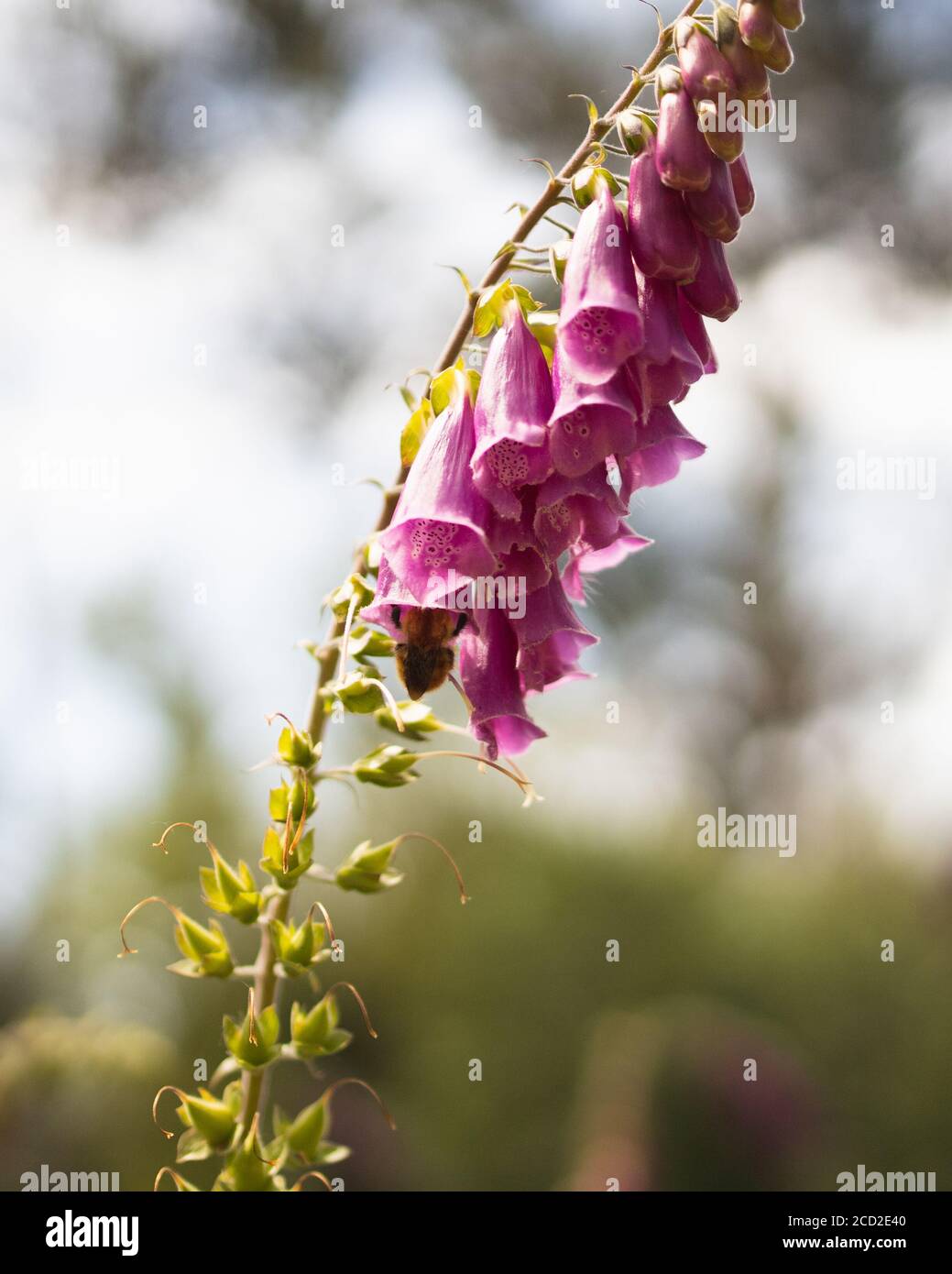 Digitalis and geranium hi-res stock photography and images - Alamy
